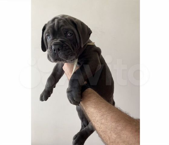 Щенки кане корсо