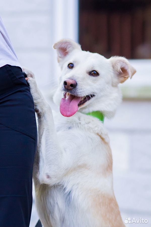 Белла ищет дом