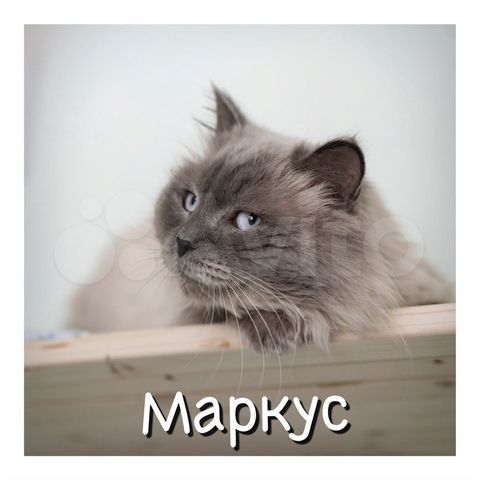 Нежный кот ищет семью