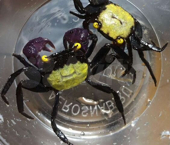 Краб вампир