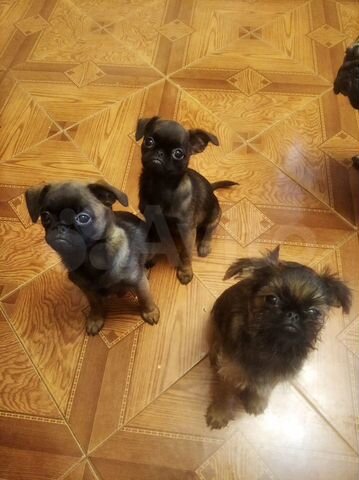 Милые щенки