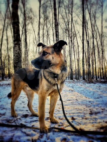 Отдам молодого пса из приюта