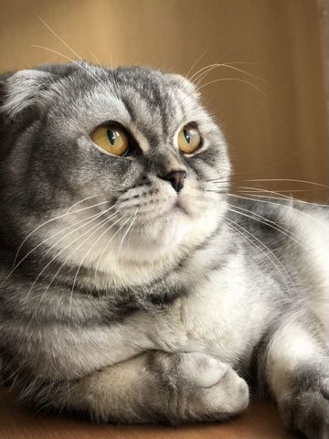 Вязка шотландская