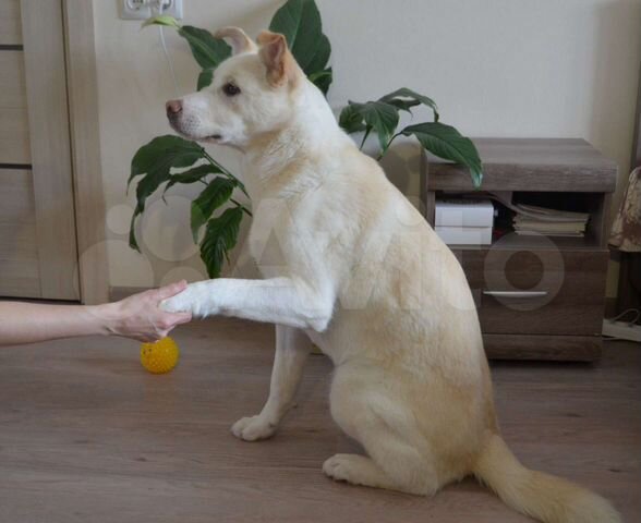 Красотка в дар