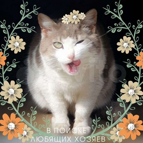 Кошечка-мурлыка ищет хозяев