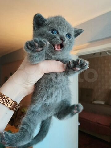 Британские котята