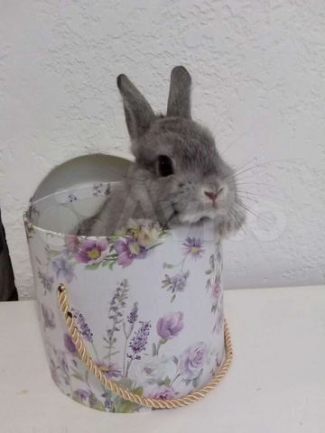 Кролик (цветной карлик) с клеткой