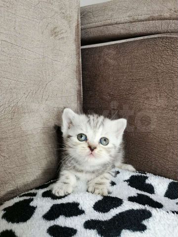 Шотландские котята