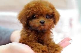 Щенки тедди дог