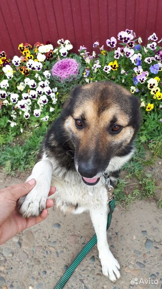 Шера ищет дом