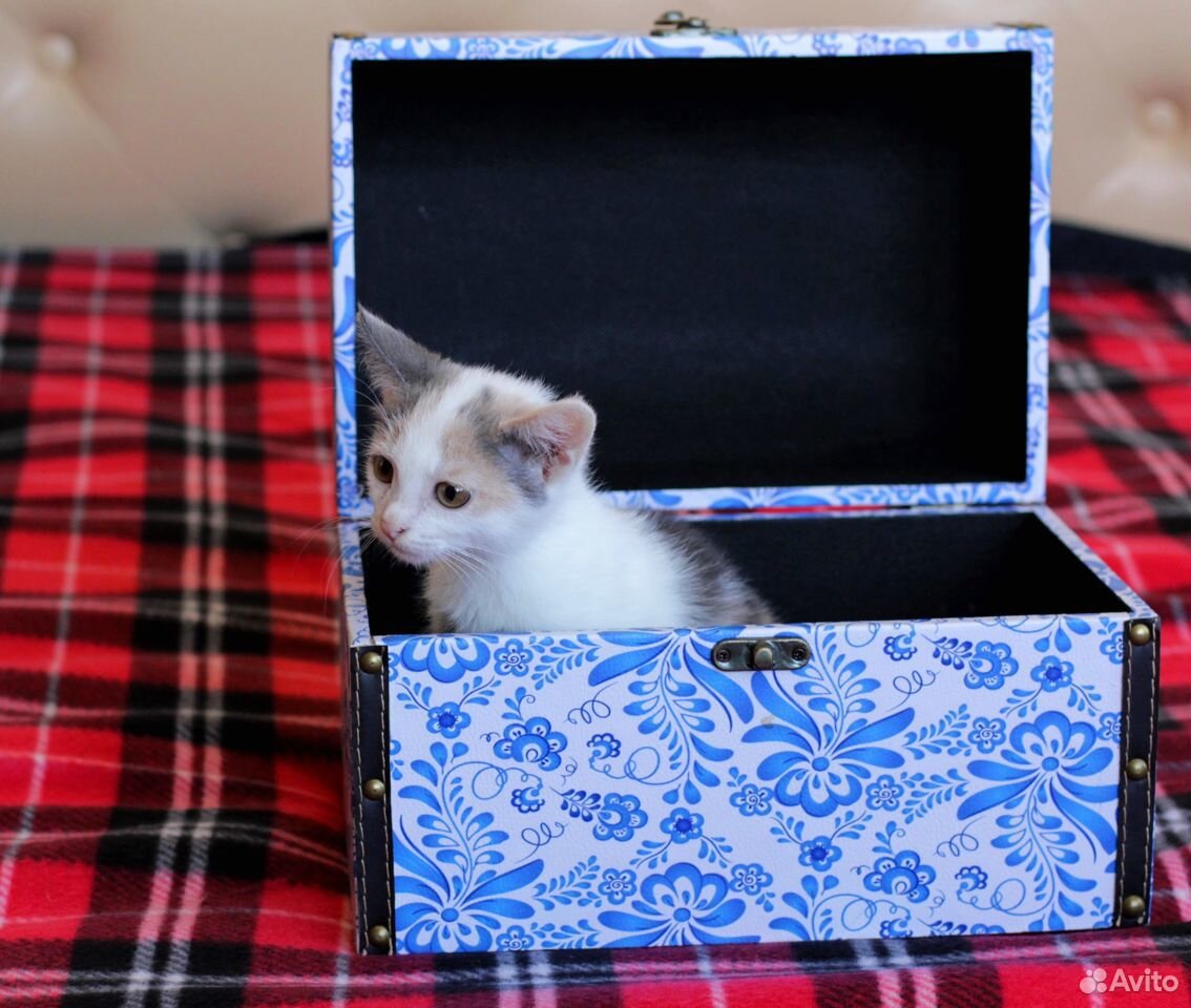 Трогательная котенушка Персея-ищет дом и любовь