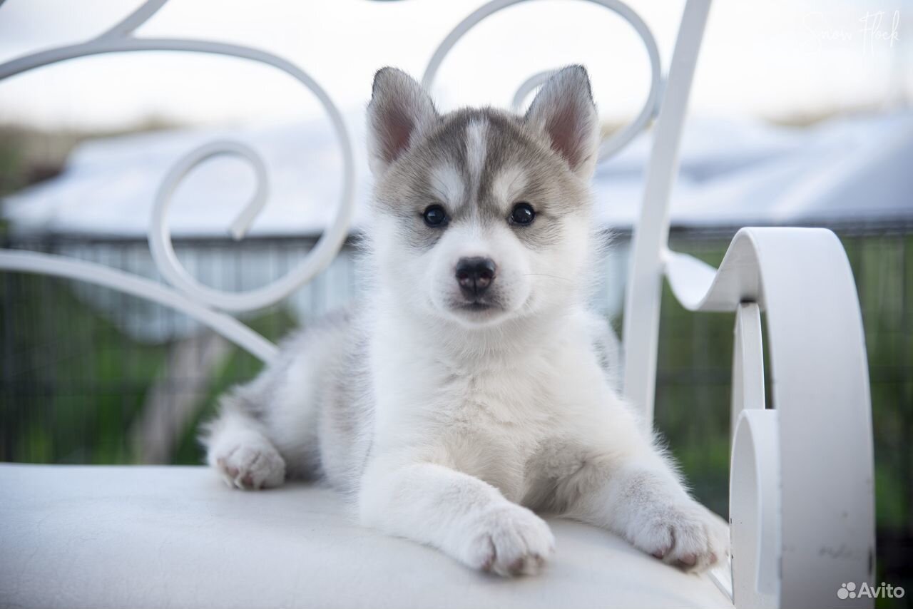 Щенок хаски