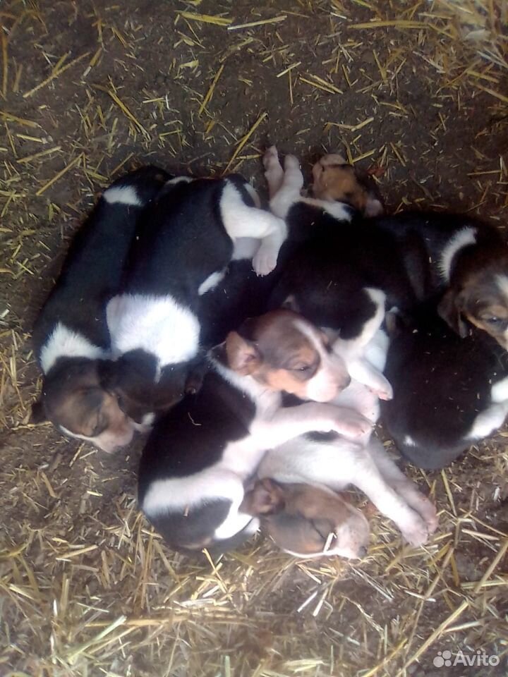 Щенки русской пегой гончей