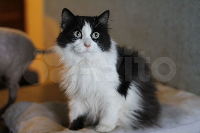 Кошечка Тайга в добрые руки