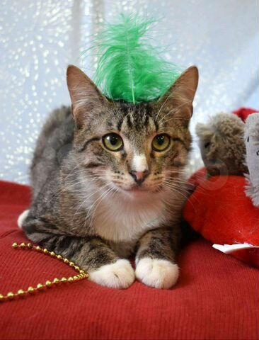 Платон очень ждёт свою любящую и ответственную сем