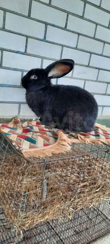 Кролики Фландер. И полтавское серебро