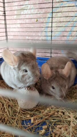 Серебристая шиншилла