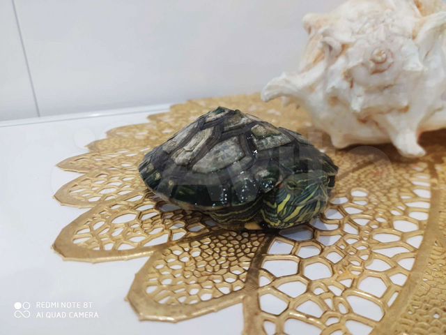 Красноухая черепаха бесплатно с аквариумом