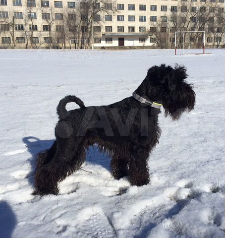 Кобель для вязки (Цвергшнауцер)