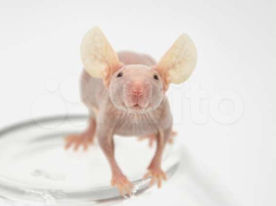 Мышь ручная декоративная лысая нюд