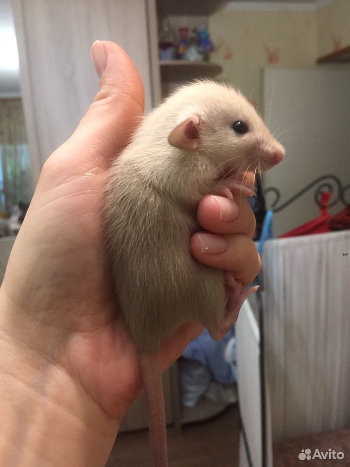 Крысята дамбо окрас сиам