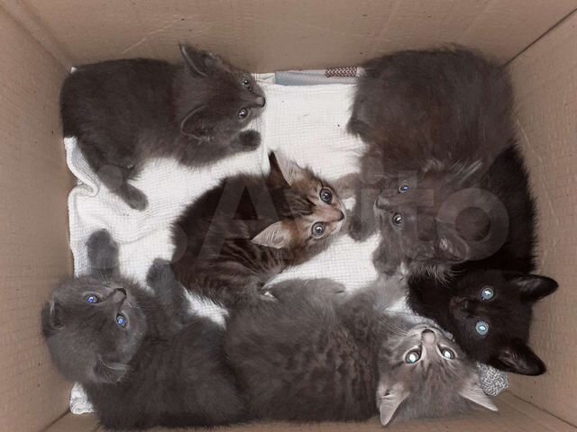 Котята в добрые руки