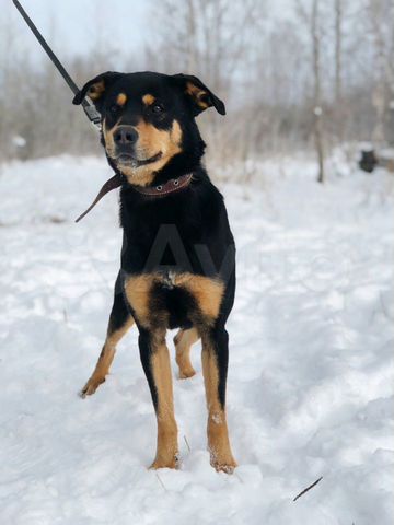 Пёс Пусик ищет хозяина. Отдадим в хорошие руки