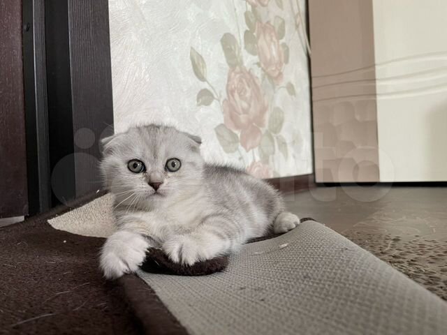 Шотландские вислоухие котята