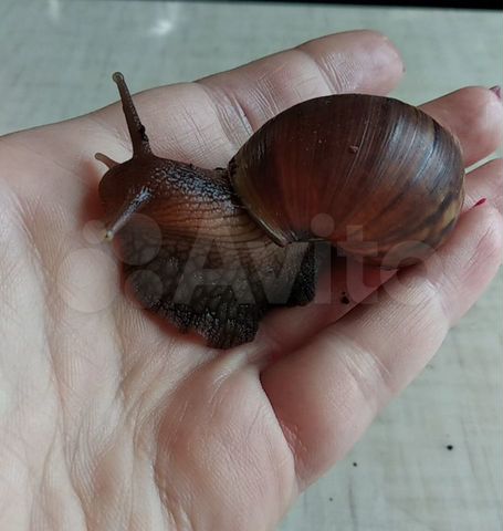 Улитка Ахатина малыши