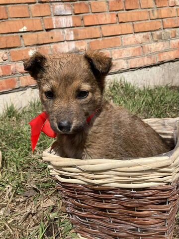 Щенок в добрые руки девочка