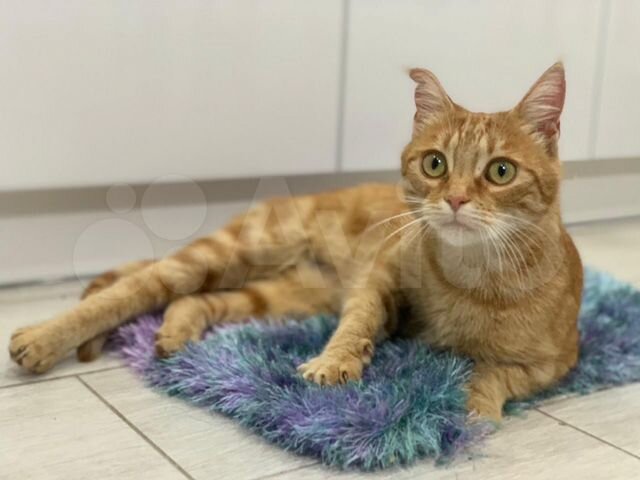 Кошка