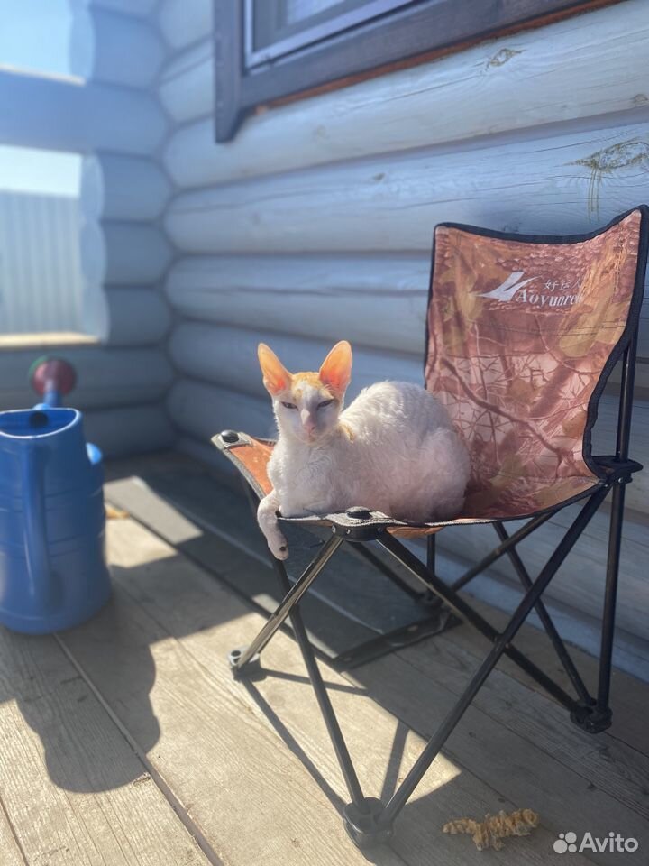 Кот корниш рекс (Cornish Rex)