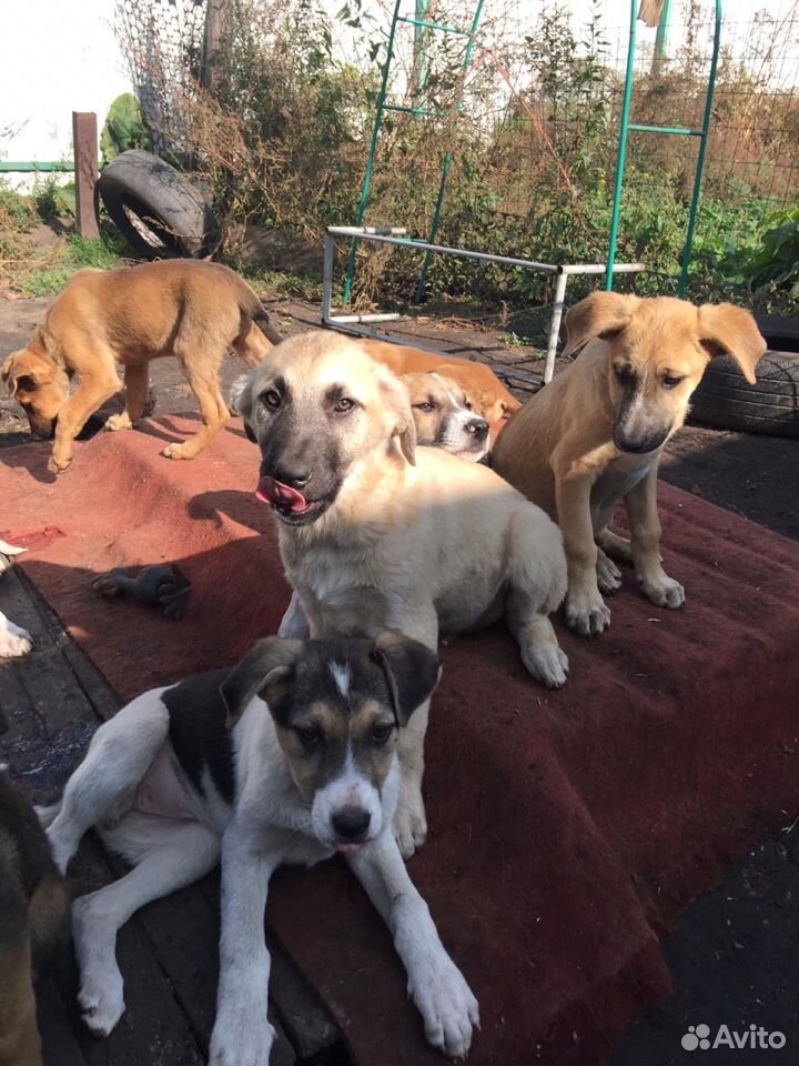 Собака, щенки,9 штук. Привиты