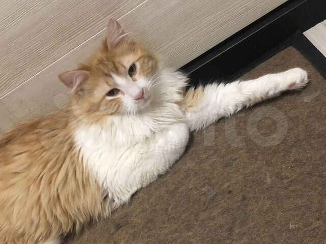 Котик Томас