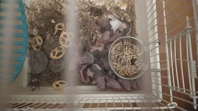 Крыса сфинкс